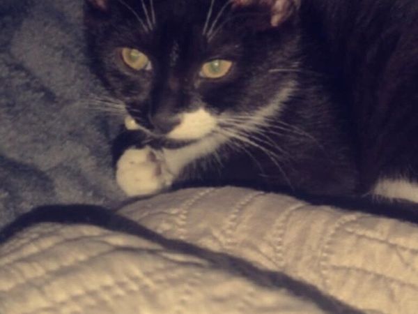 Cat for sale in Co. Dublin for €180 on DoneDeal
