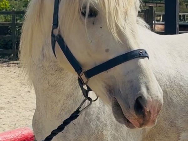 Diamonds Shadow Fix CP Stallion AT STUD for sale in Co. Galway for €300 ...