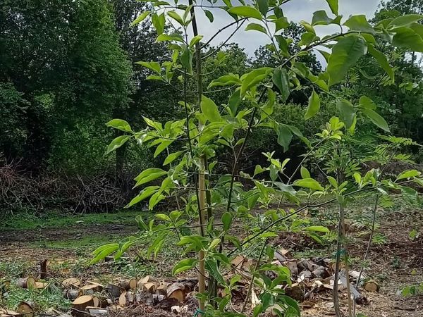 native trees and hedging for sale in Co. Tipperary for €10 on DoneDeal