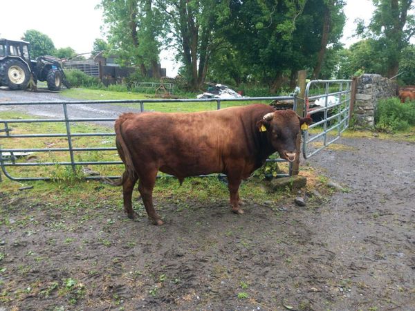 Dexter bull castlerea mart for sale in Co. Galway for €1,234 on DoneDeal