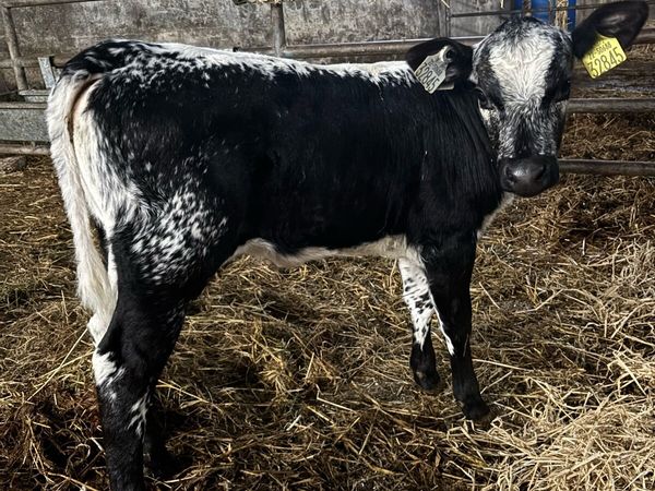 2 SMASHING SPECKLE PARK HEFIERS for sale in Co. Cork for €123 on DoneDeal