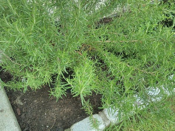 Large rosemary plant for sale in Co. Kildare for €25 on DoneDeal