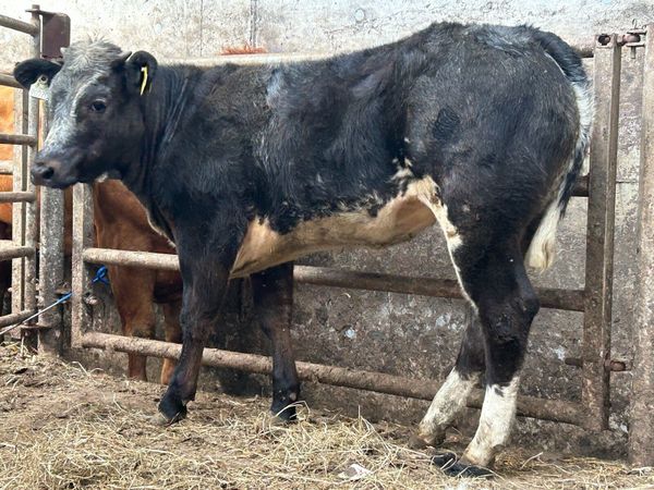 4 star breeding heifer for sale in Co. Galway for €0 on DoneDeal