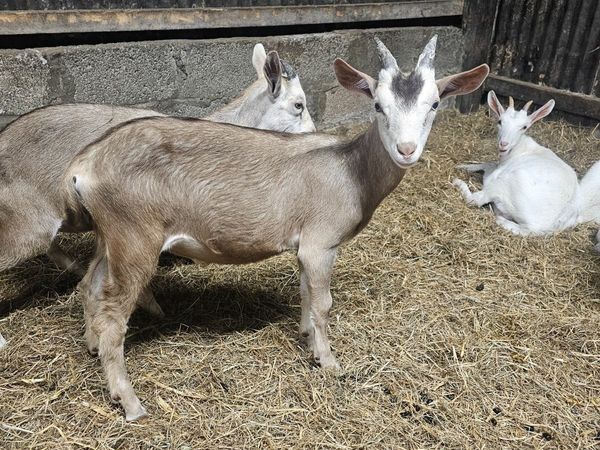 2 Buck goats for sale in Co. Down for £30 on DoneDeal
