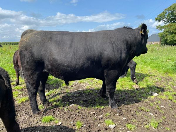 Purebred Angus Bull 20 Months old for sale in Co. Mayo for €0 on DoneDeal