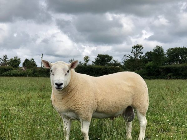 Texel X Cheviot Hybrid hogget ram for sale in Co. Waterford for €600 on ...