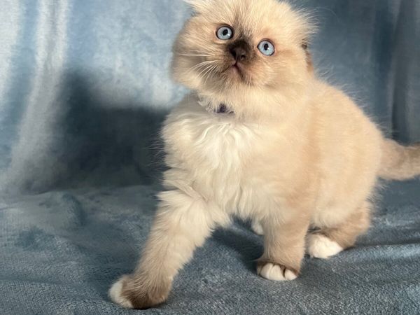 Ragdoll x Scottish fold kittens for sale in Co. Carlow for €500 on DoneDeal