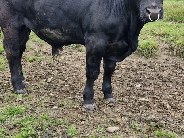 Angus bull for sale in Co. Cork for €3,000 on DoneDeal