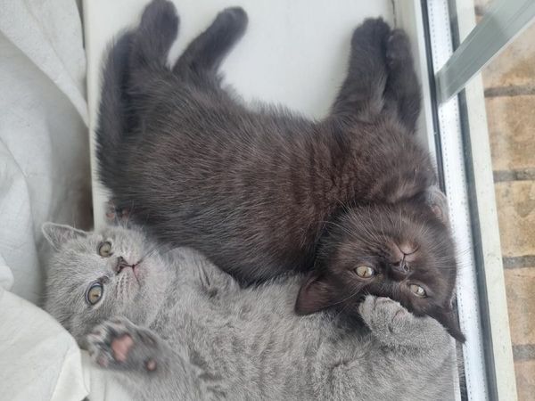 British shorthair kittens for sale in Co. Dublin for €700 on DoneDeal
