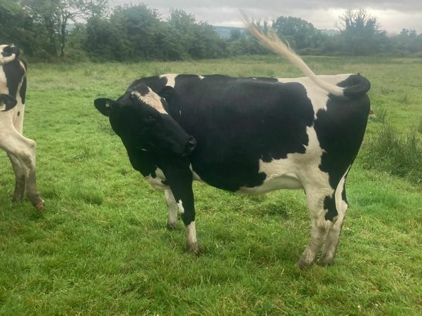Springing in-calf heifers FOR SALE for sale in Co. Kerry for €1 on DoneDeal