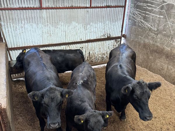 Pedigree Angus heifers and calves for sale in Co. Derry for £1 on DoneDeal