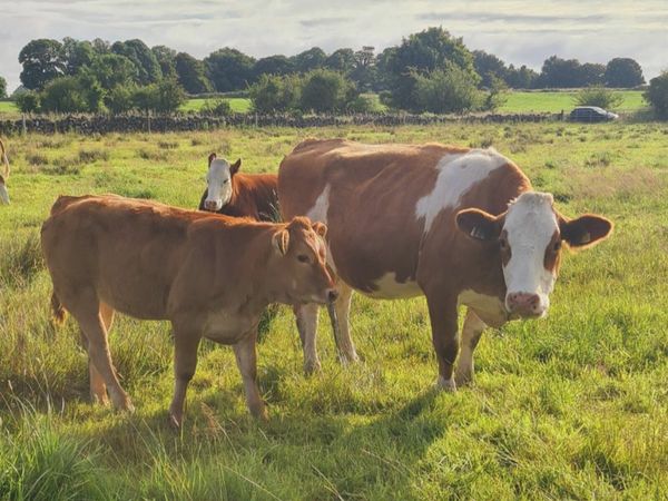 First calver with limousin heifer calf at foot for sale in Co. Mayo for ...