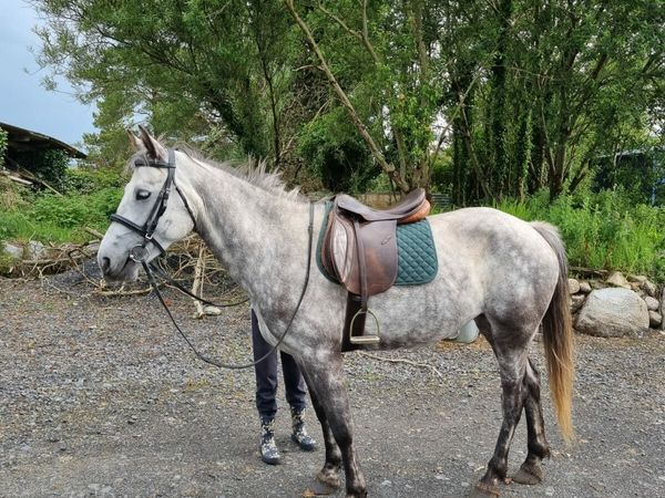 Shetland pony great companion horse for sale in Co. Mayo for €500 on ...