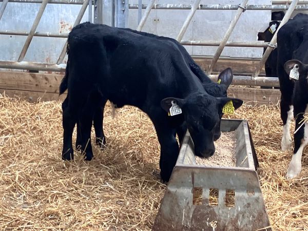 4 top quality Hereford & Angus bull calves for sal for sale in Co. Longford for €625 on DoneDeal