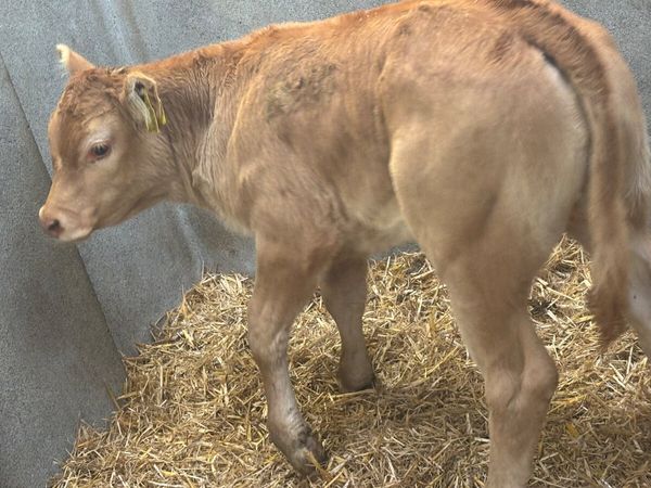 U Grade Red Limousin Heifer Calf for sale in Co. Mayo for €960 on DoneDeal