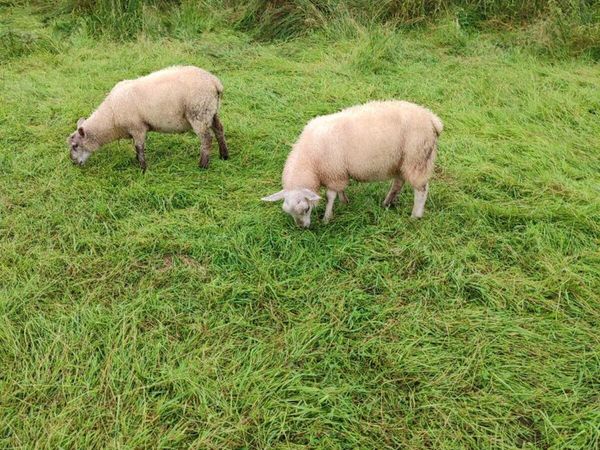 TOMORROW ..Gort mart Wednesday 4 very quiet lambs for sale in Co. Clare ...