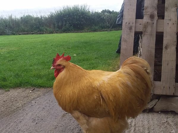 Buff Orpington Rooster for sale in Co. Kilkenny for €15 on DoneDeal