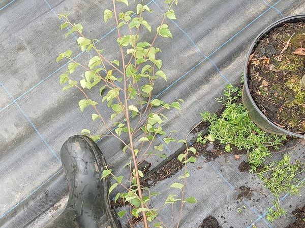 3ft Native potted birch trees for sale in Co. Wexford for €4 on DoneDeal
