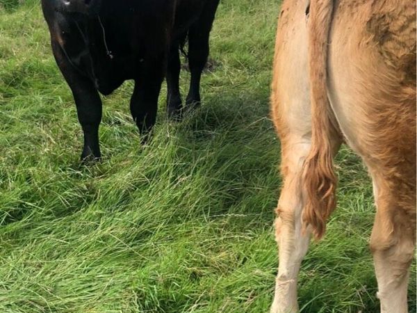 Pure breed Aberdeen Angus bull for sale in Co. Monaghan for €0 on DoneDeal