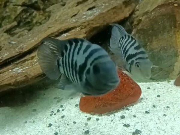 Fish for sale in Co. Limerick for €2 on DoneDeal