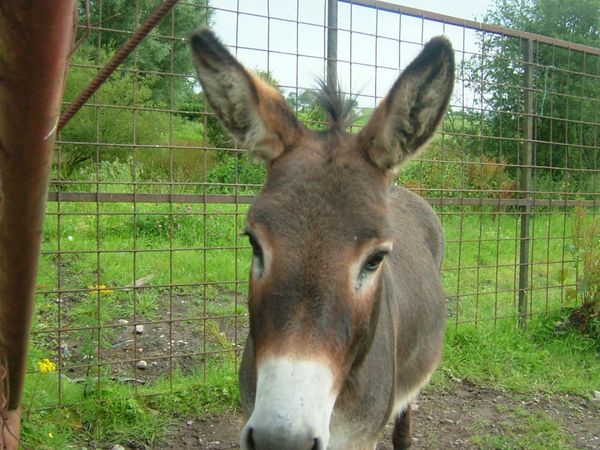 Donkey's for sale in Co. Monaghan for €120 on DoneDeal