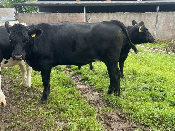 Angus heifers for Roscommon Mart Friday 18th July for sale in Co ...