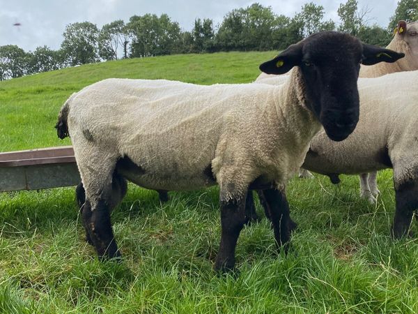Suffolk Hogget Rams for sale in Co. Monaghan for €375 on DoneDeal