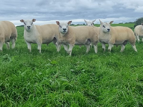 Pedigree Texel ram lambs for sale in Co. Galway for €123,456 on DoneDeal