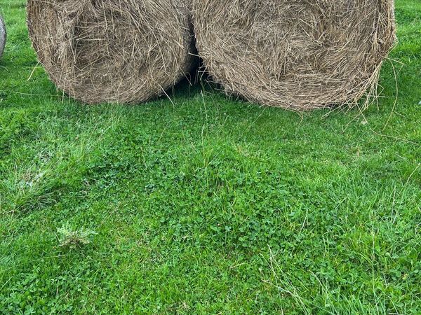Bales for Bedding for sale in Co. Roscommon for €10 on DoneDeal