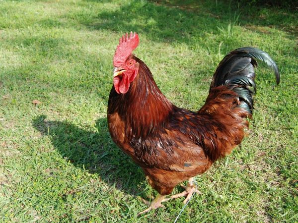 FREE Collection– Pure Breed Roosters & Hens for sale in Co. Galway for ...
