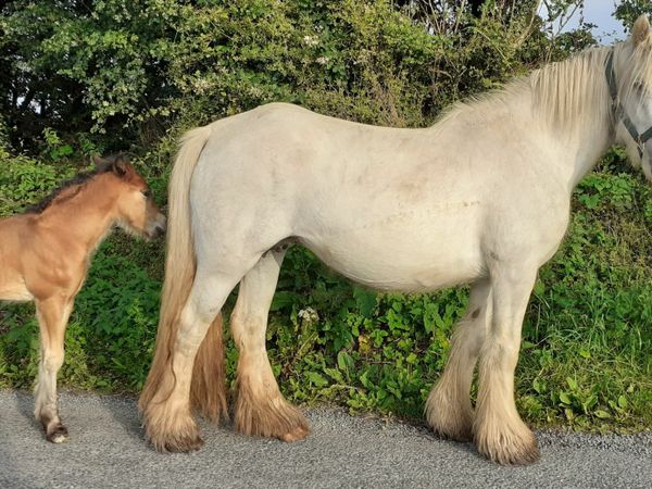 Heavy Grey Cob and Foal for sale in Co. Galway for €1,800 on DoneDeal