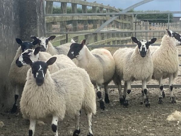 Mule Ewe Lambs (Re-advertised due to time waster) for sale in Co ...