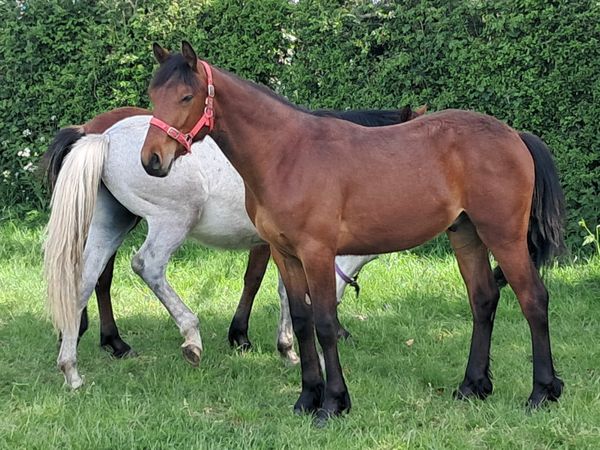 Connemara ponies for sale in Co. Cork for €1,234 on DoneDeal