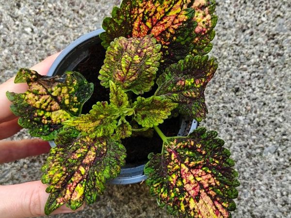 Rare coleus plant "Pinata" - fully rooted plant for sale in Co. Cork ...