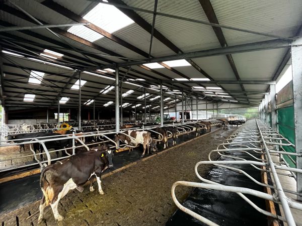 Relief milker available and general farm work for sale in Co. Galway ...