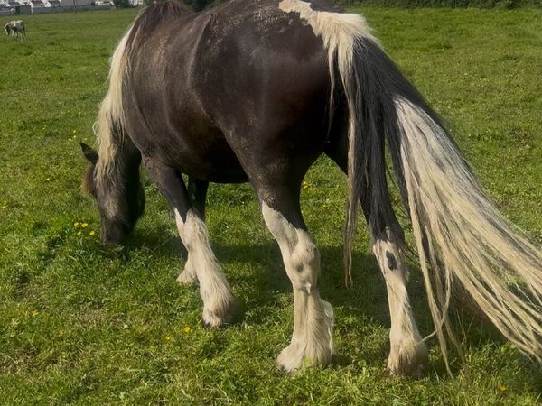 Stunning Irish Cob Mare – with a super Jump for sale in Co. Kerry for € ...
