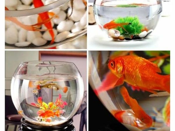 Universal Large bowl fish tank terrarium for sale in Co. Dublin for €12 ...