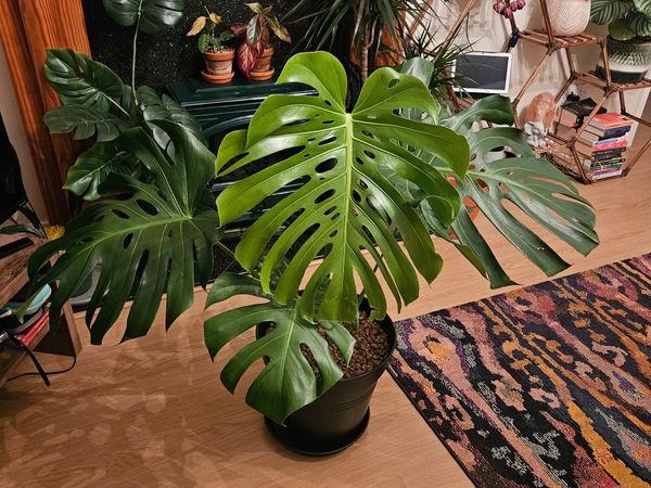 Large Form Monstera Deliciosa for sale in Co. Dublin for €95 on DoneDeal