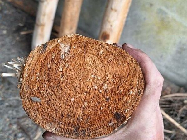 Organic Larch stakes/fence posts for sale in Co. Kilkenny for €4 on ...