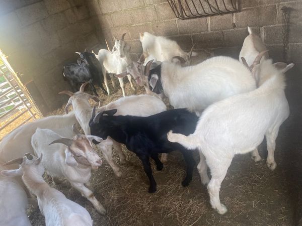 Selection buck goats for sale in Co. Donegal for €1,234 on DoneDeal