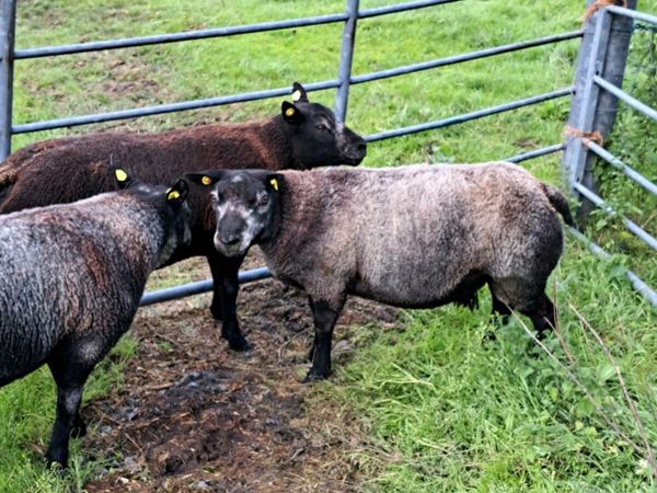 Blue texel sheep for sale in Co. Mayo for €500 on DoneDeal
