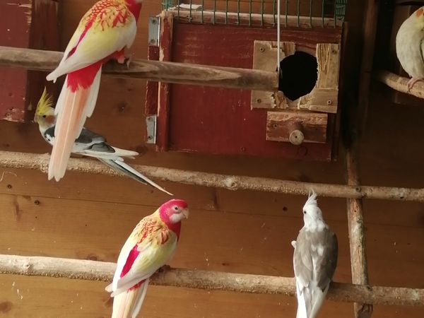 Rosella rubino SOLD for sale in Co. Wexford for €160 on DoneDeal