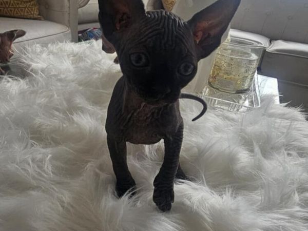 Purebred Sphynx Kittens – 2 Males for sale in Co. Wexford for €500 on ...