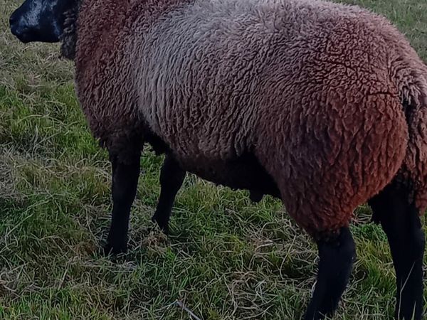 Ballyell Blue Texel P.B.R Blue Texel Ram Lambs for sale in Co. Wexford ...