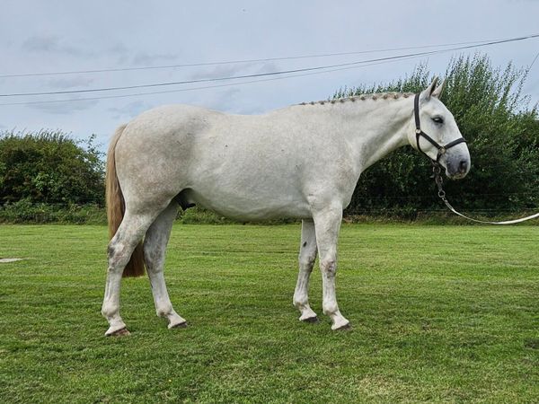 16.2h Irish Draught Gelding for sale in Co. Meath for €0 on DoneDeal