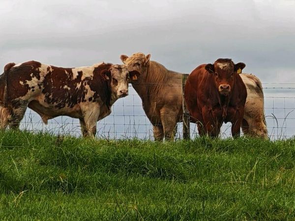 Bull Weanlings Balla Mart 9 September for sale in Co. Sligo for €123 on ...