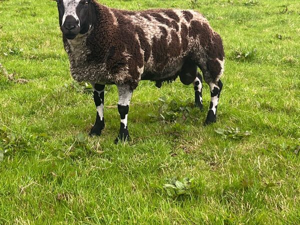 PBR Dutch spotted ram lambs for sale in Co. Mayo for €0 on DoneDeal