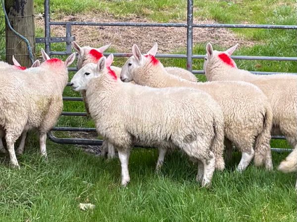 Pure bred Wicklow Cheviot ram lambs for sale in Co. Sligo for €325 on ...