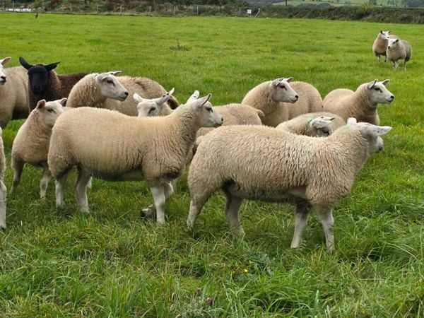 Ewe Lambs for sale in Co. Galway for €190 on DoneDeal