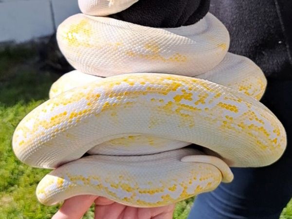 Dwarf Reticulated Python reduced 275e for sale in Co. Dublin for €275 ...